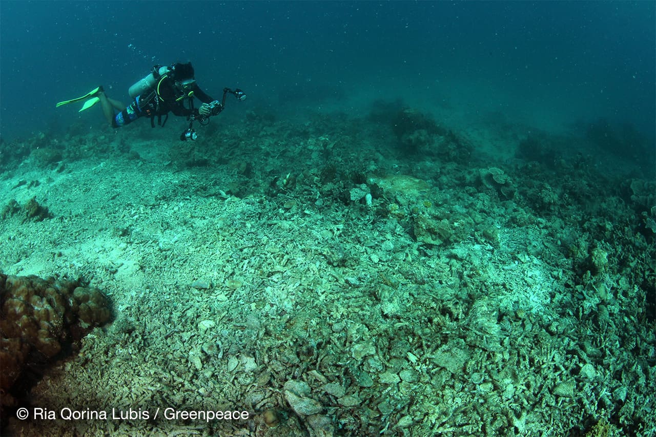 Maraknya Penggunaan Bom Ikan di Indonesia | LautSehat.ID