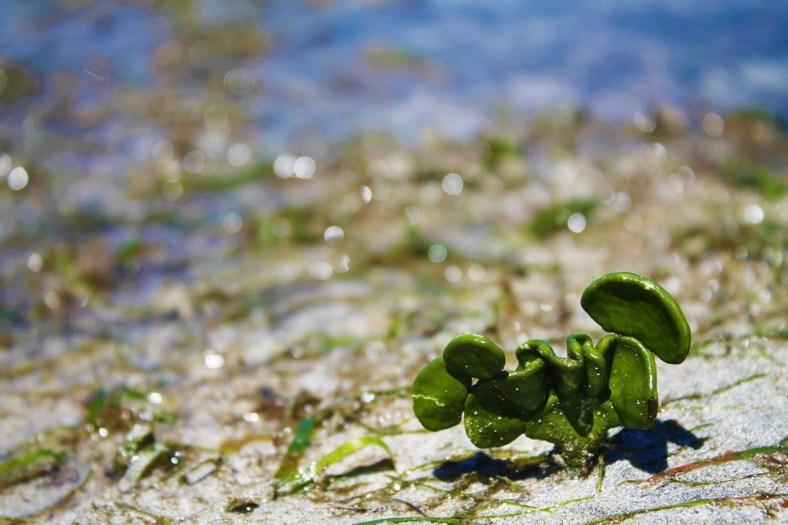 Peran Halimeda Pada Pertumbuhan Karang Di Laut | LautSehat.ID