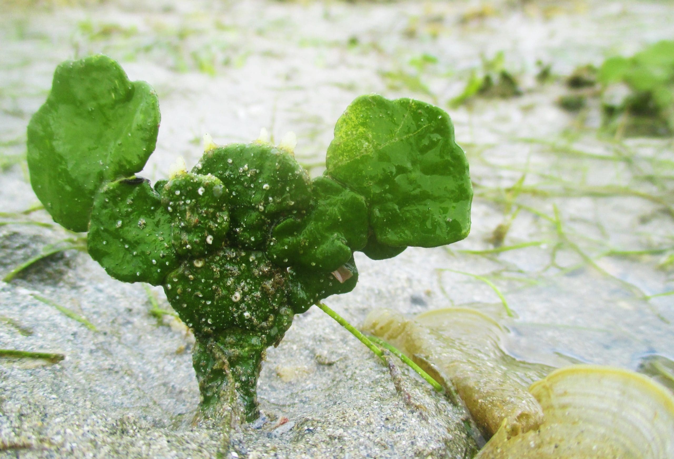 Peran Halimeda Pada Pertumbuhan Karang Di Laut | LautSehat.ID