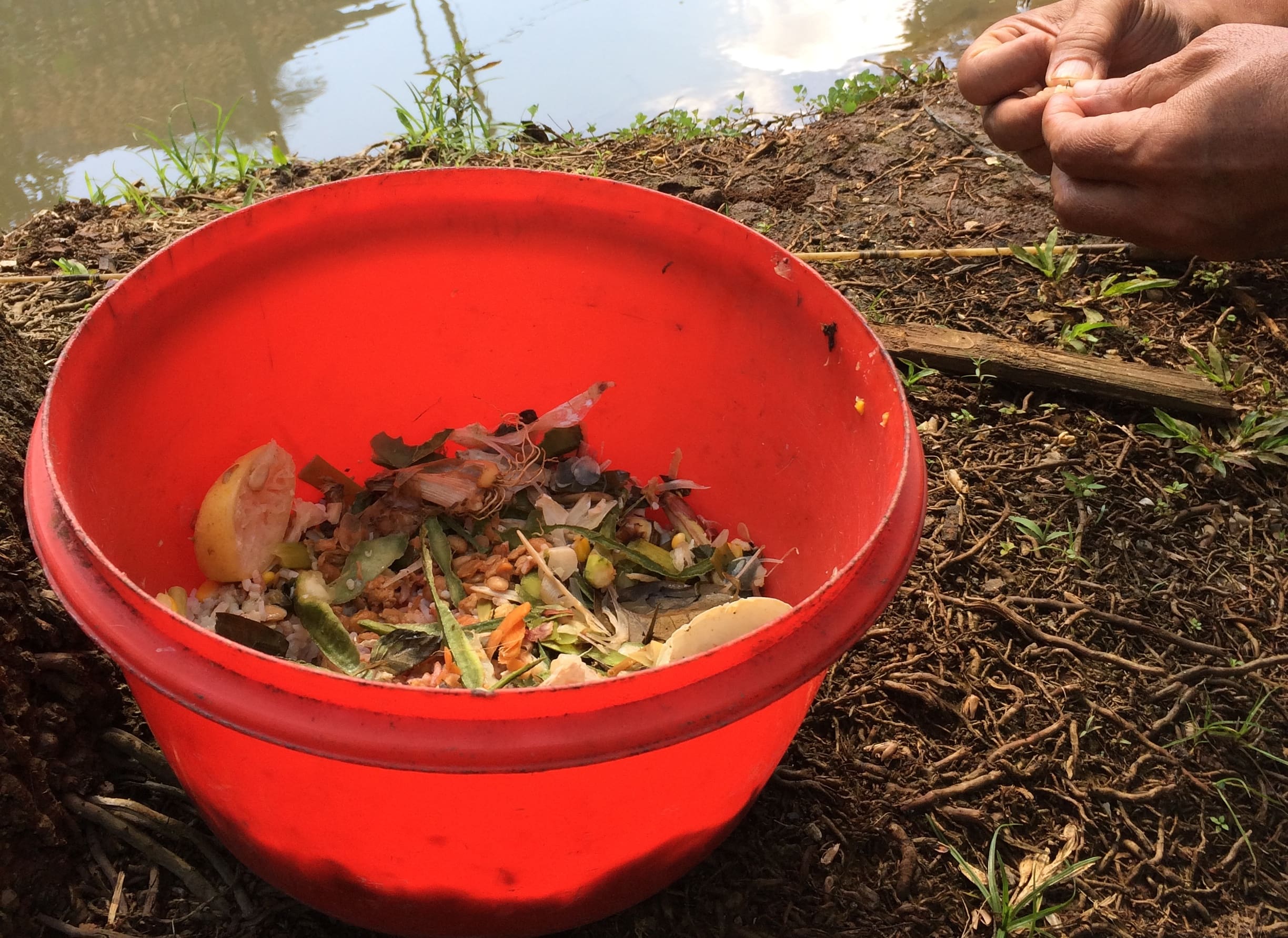 Palkon, Solusi Sampah Organik dalam Ember | LautSehat.ID