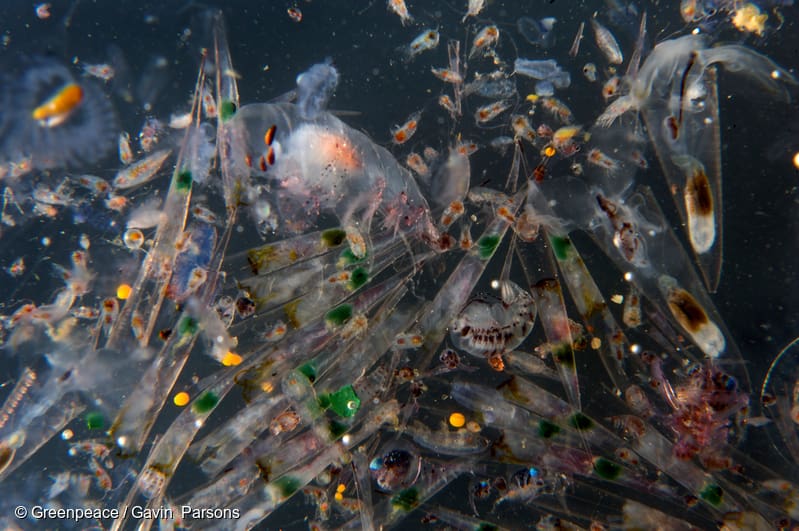 Apa yang Akan Terjadi Jika Plankton Hilang dari Bumi | LautSehat.ID