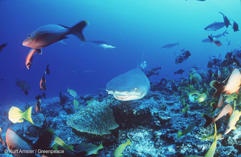 Pentingnya Hiu bagi Ekosistem Laut | LautSehat.ID