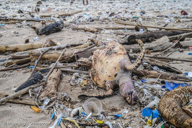 7 Fakta Sampah Plastik Di Laut Yang Harus Kamu Tahu | LautSehat.ID