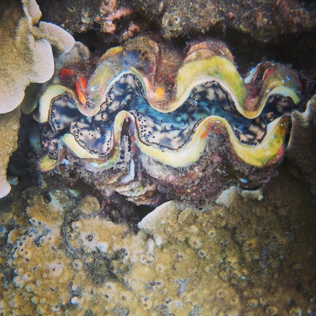 Kerang Kima, Sang Filter Alami Laut | LautSehat.ID