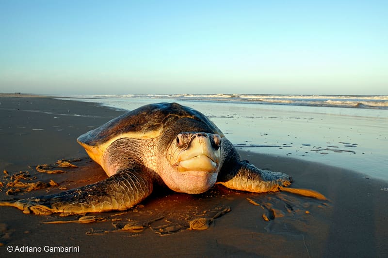 Populasi Penyu yang Terancam Punah dan Upaya Pelestariannya | LautSehat.ID