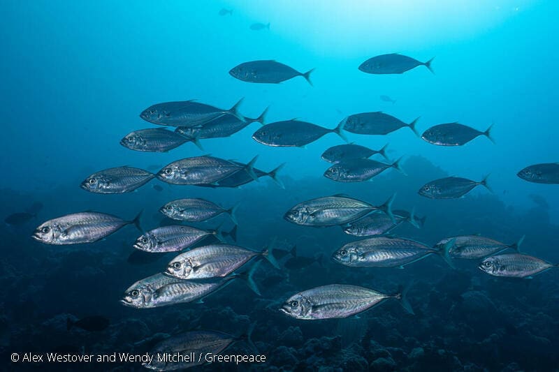 Serba-Serbi Ikan yang Dapat Hidup di Tiga Jenis Air Berbeda | LautSehat.ID