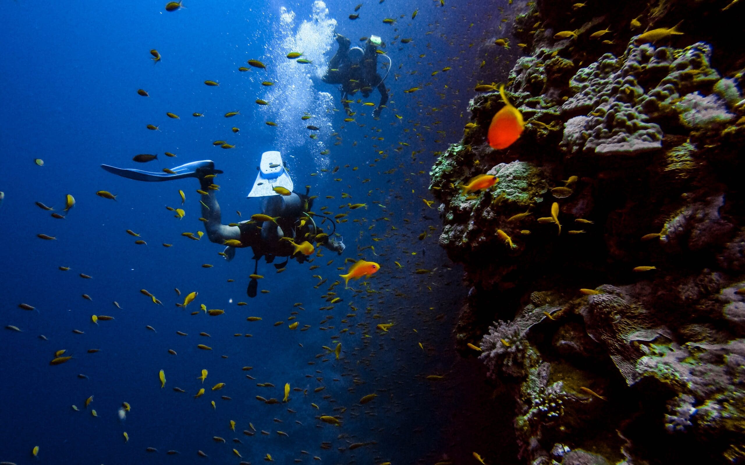 Scuba Diving: Melihat Dunia yang Tersembunyi dari Keseharian | LautSehat.ID