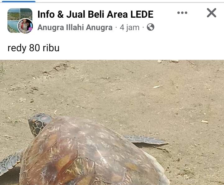 Telur Penyu di Pulau Taliabu Maluku Utara dari Perdagangan Ilegal ...