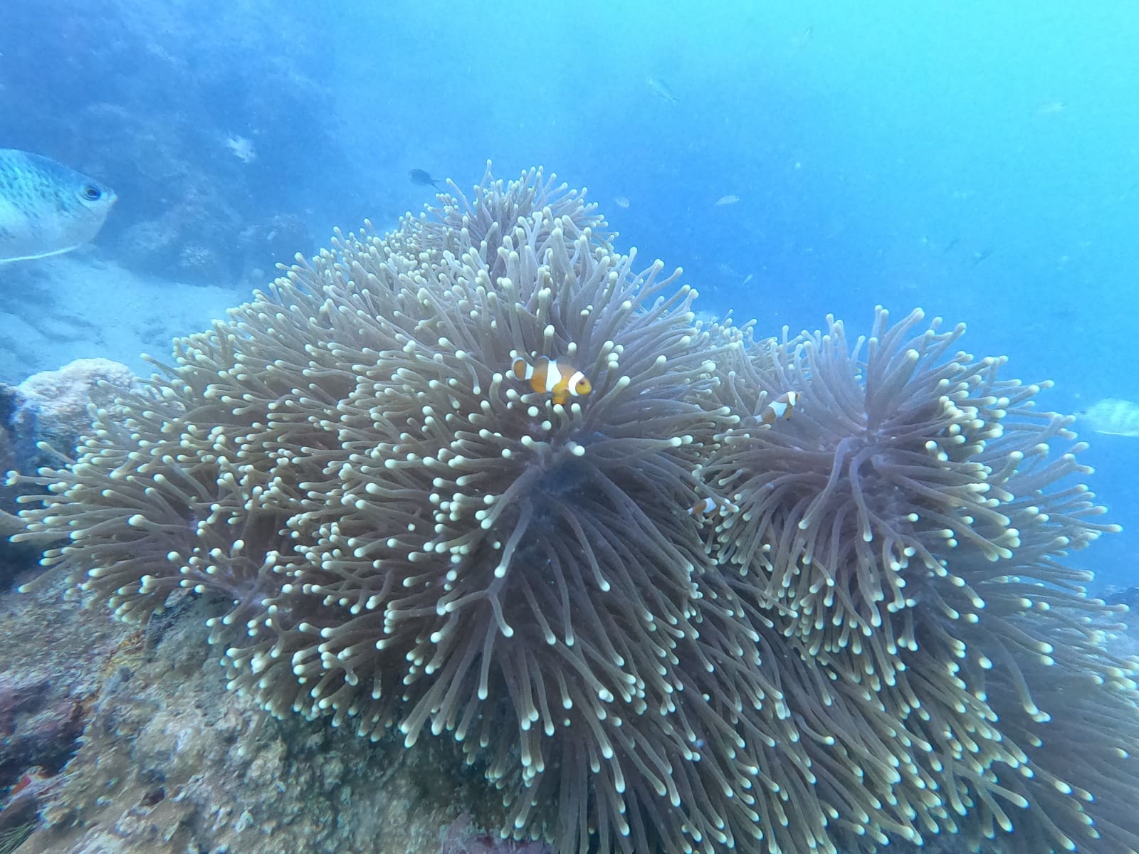 Lima Genus Makrobentos Bioindikator Ekosistem Terumbu Karang | LautSehat.ID