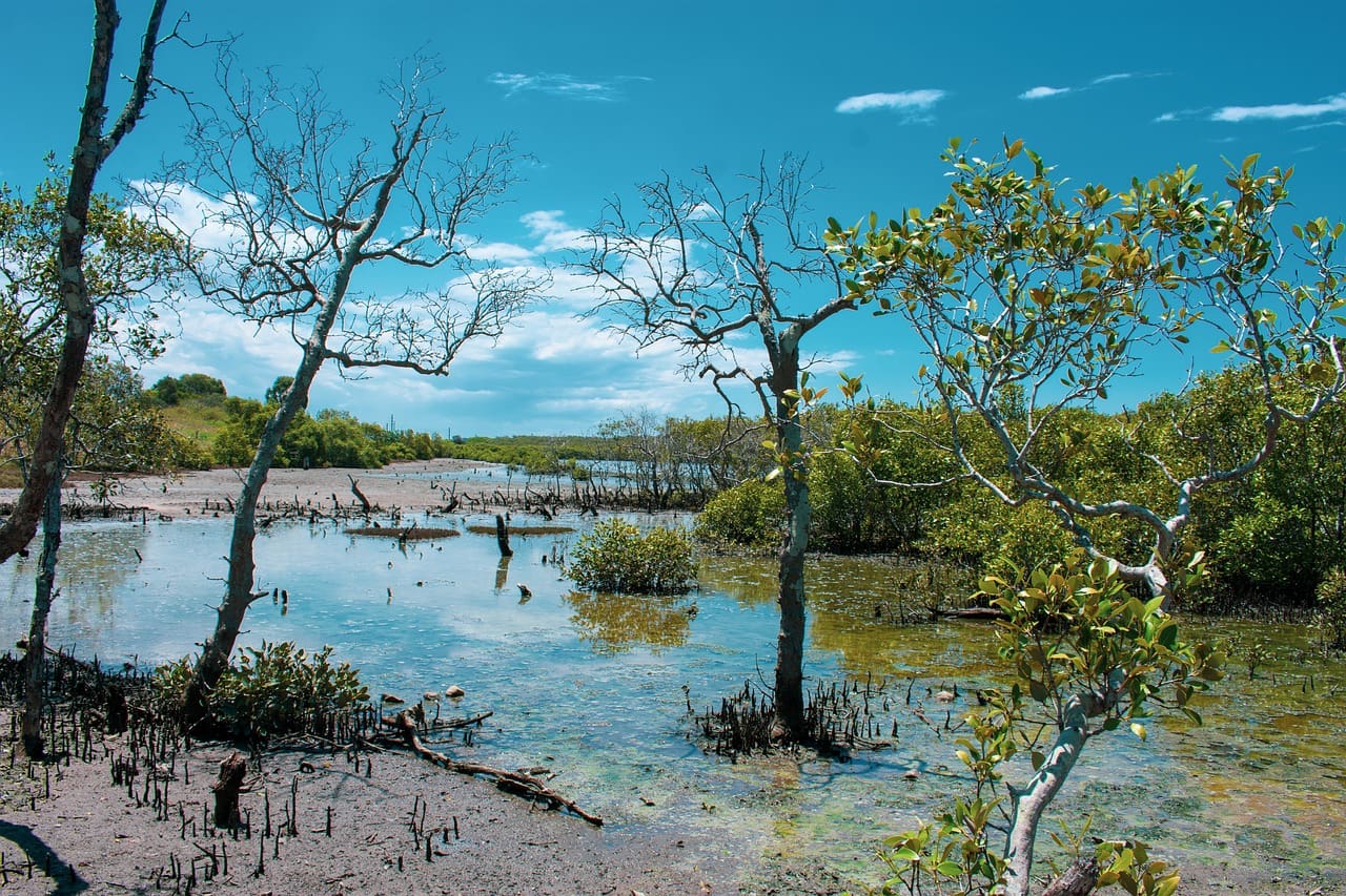 Apak Kabar Hutan Mangrove Muna dan Muna Barat? | LautSehat.ID